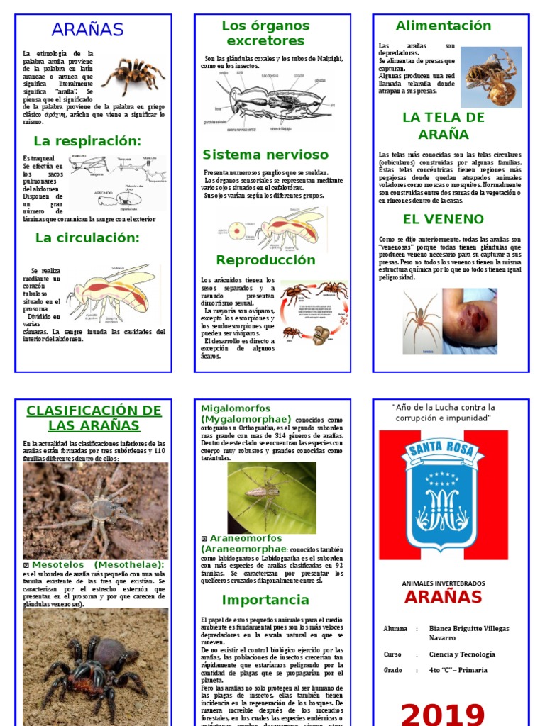 Triptico Arañas | PDF | Araña | Organismos