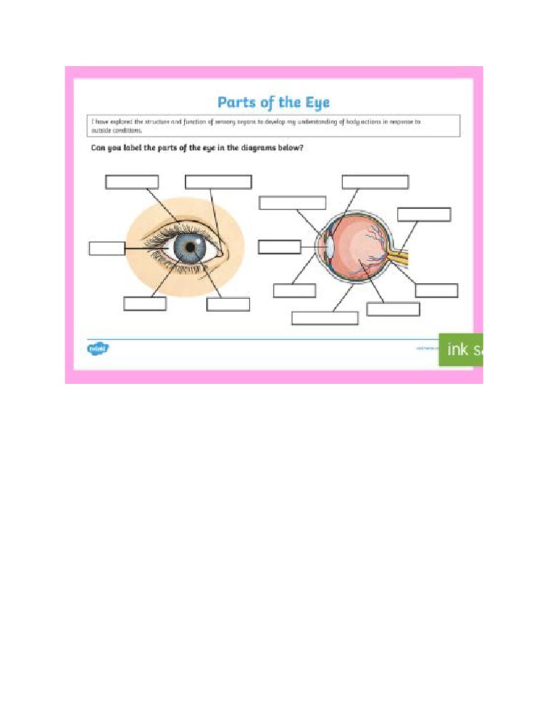 Parts of The Eye Worksheet | PDF