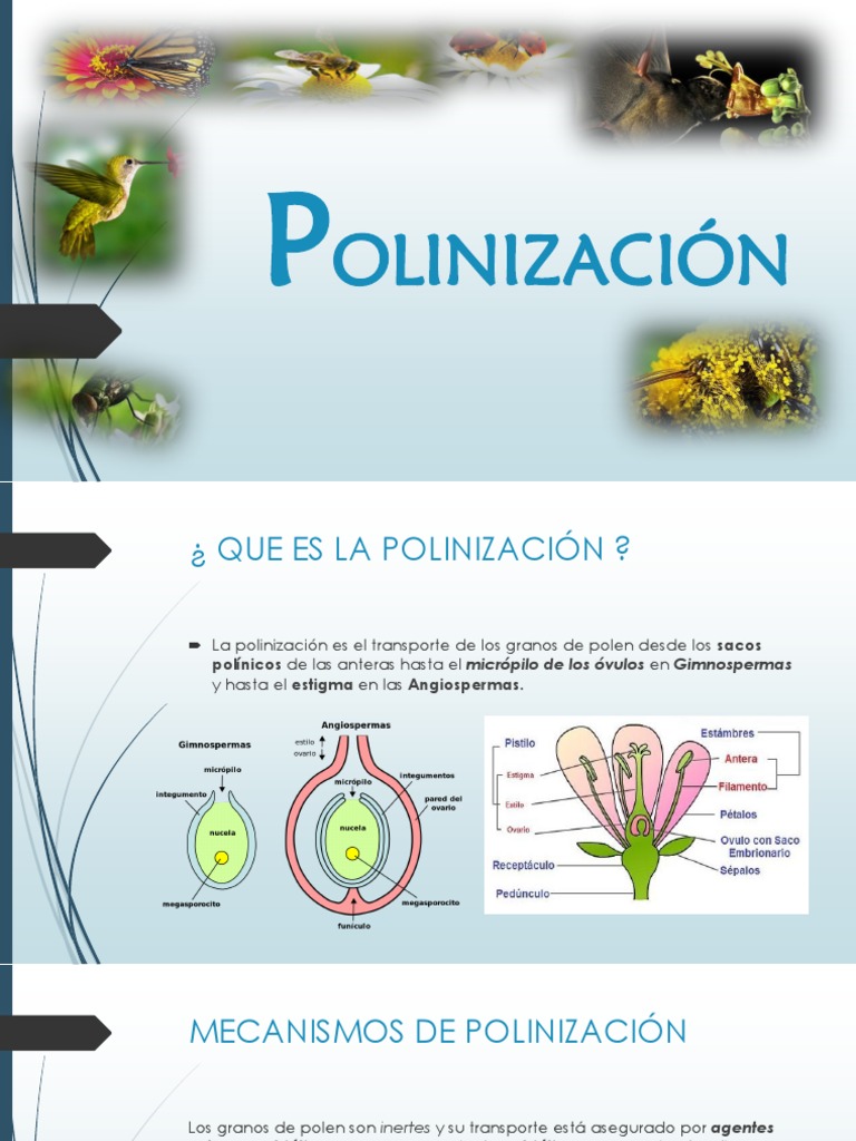 Seminario Polinización | PDF | Flores | Polinización