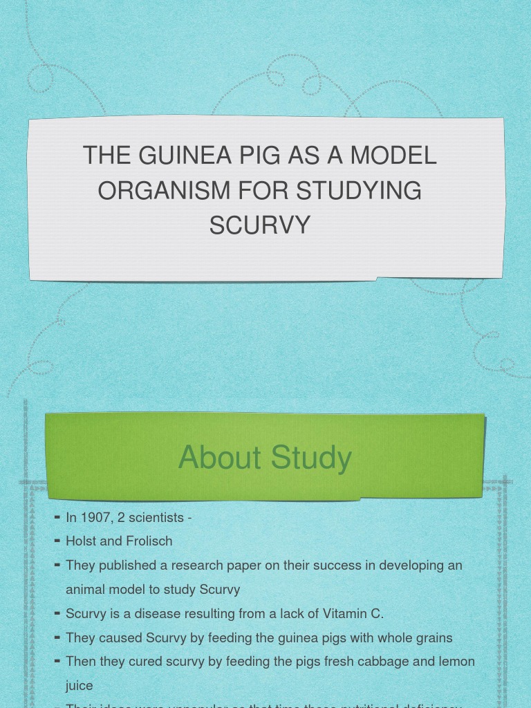 The Guinea Pig As A Model Organism For Studying Scurvy | PDF ...