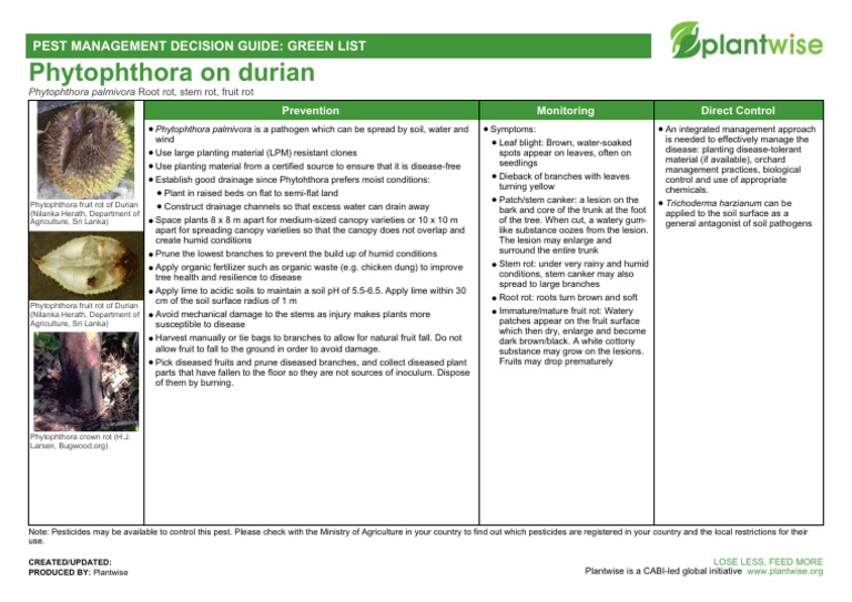 Durian | PDF | Horticulture And Gardening | Plants