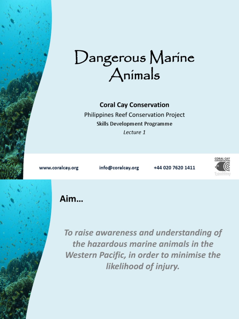 Dangerous Marine Animals | PDF | Sharks | Venom