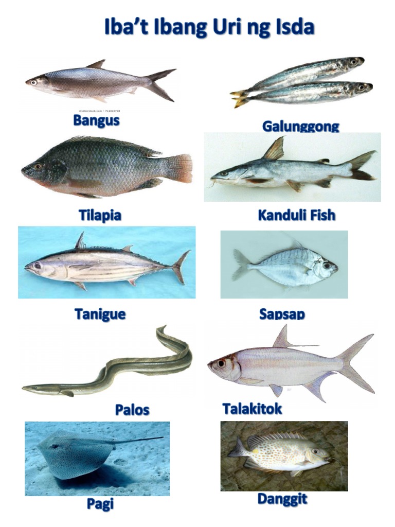 Uri NG Baboy Baka | PDF