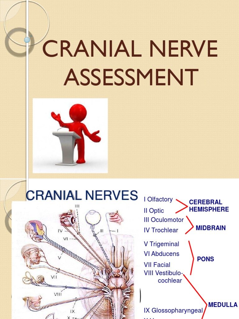 Cranial Nerve Testing Chart
