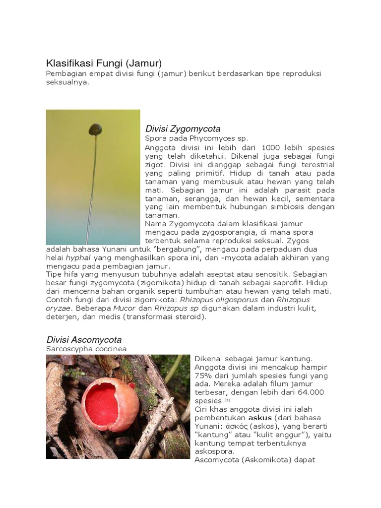 Klasifikasi Empat Divisi Fungi | PDF