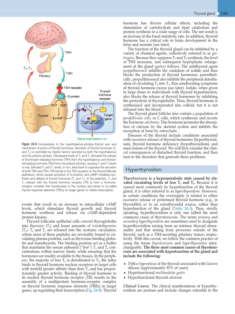 Hyperthyroidism | PDF | Hyperthyroidism | Hypothyroidism
