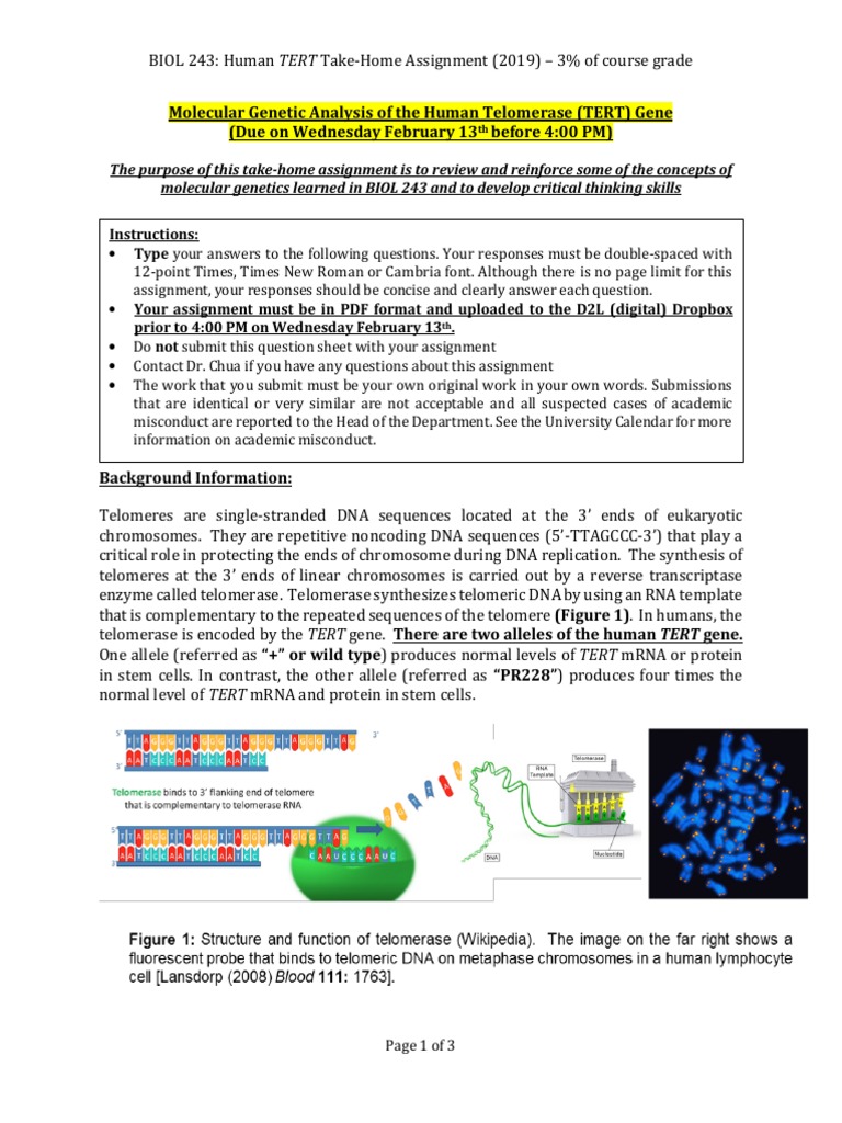 Biol 243 Tert Assignment w19 | PDF | Gene | Telomere