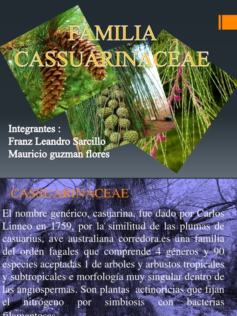 Características de la familia Casuarinaceae | PDF | Plantas ...