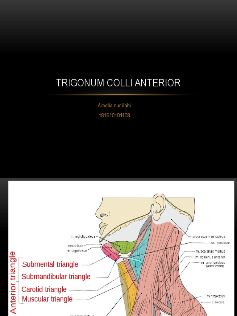 Trigonum Colli Anterior | PDF