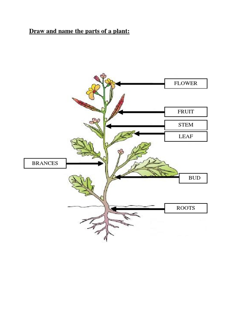 An Illustrated Guide to the Main Structural Components of a Typical ...