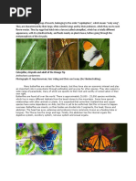 Classroom Butterfly Camouflage Activity | PDF | Camouflage | Mimicry