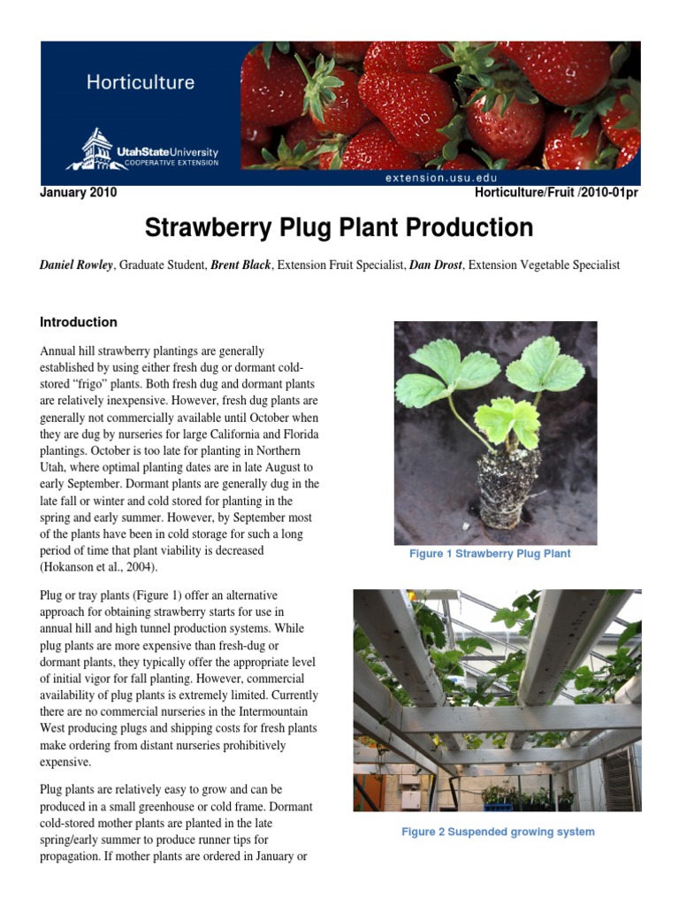 Strawberry Plug Plant Production | PDF | Strawberry | Greenhouse