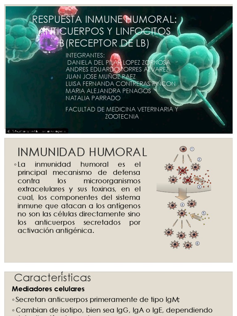 Respuesta Inmune Humoral | PDF | Inmunidad humoral | Anticuerpo