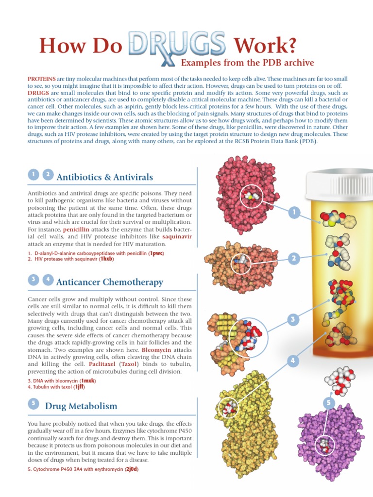 How Do Drugs Work Flyer | PDF | Enzyme | Enzyme Inhibitor