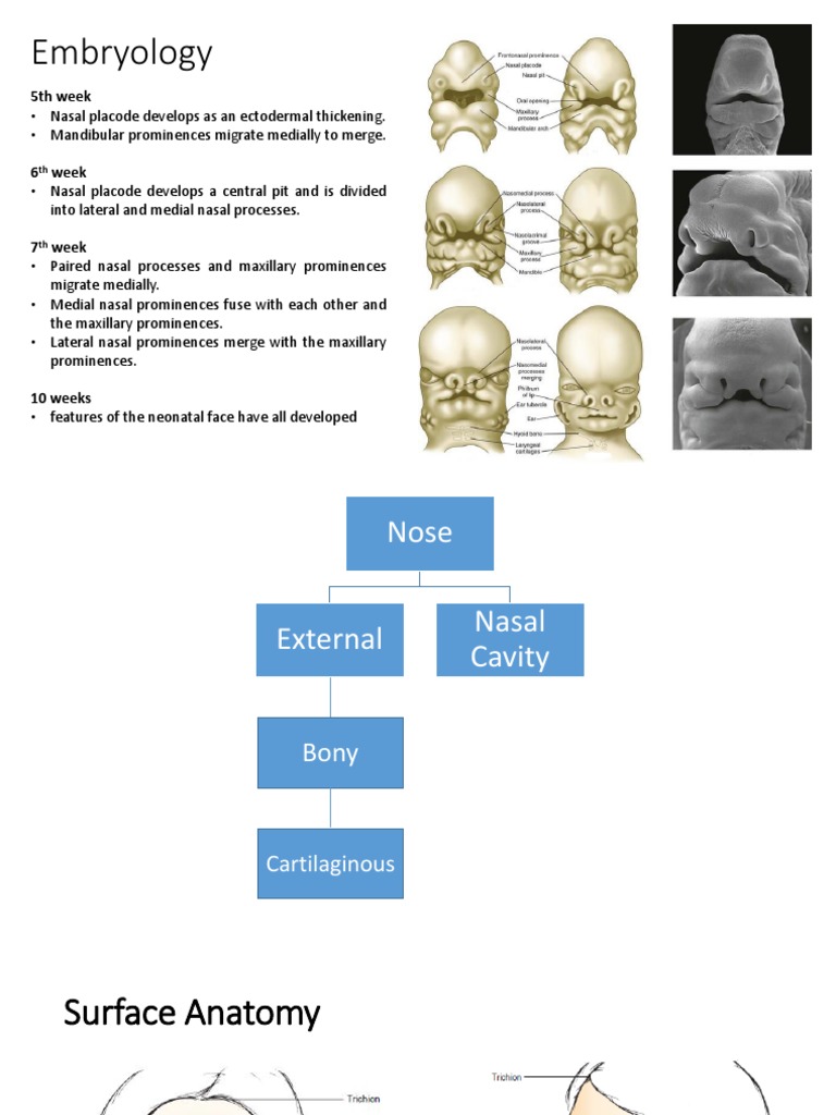 External Nose Anatomy Overview | PDF | Human Nose | Human Head And Neck