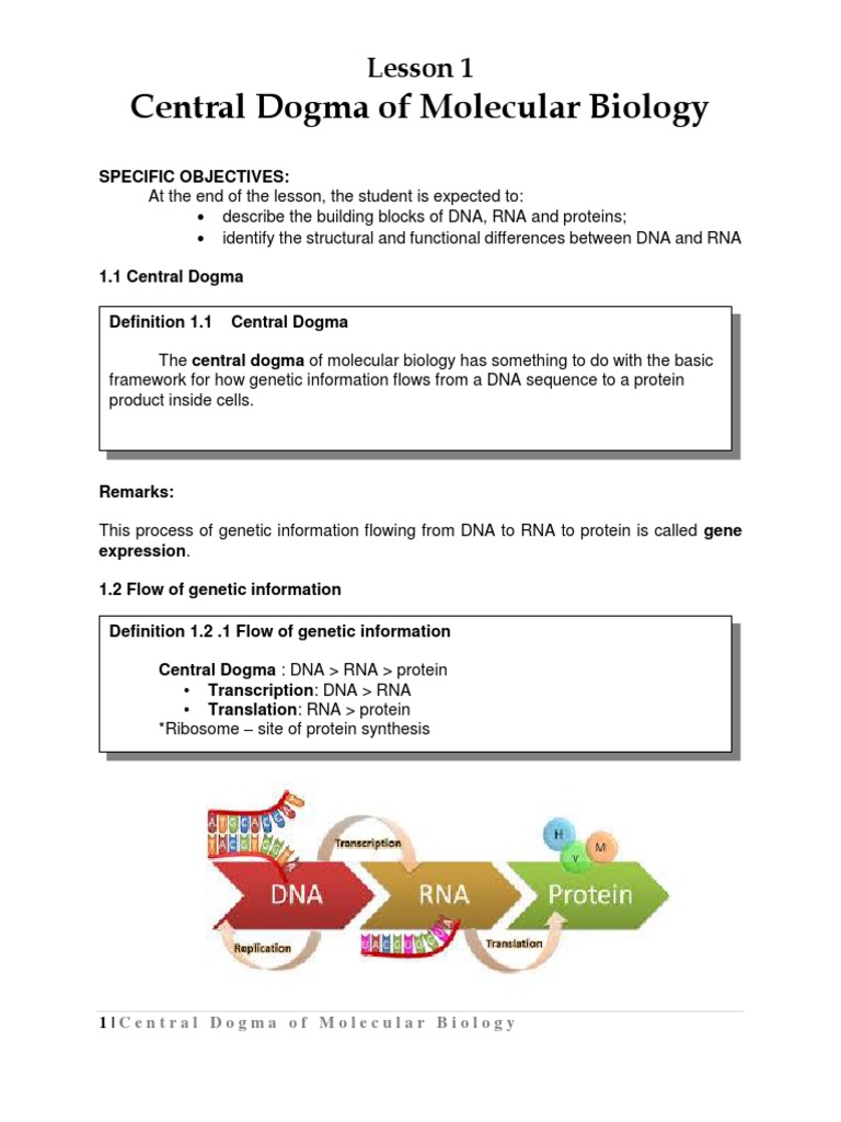 01 - Intro To Central Dogma and Structure of DNA-RNA PDF | PDF | Rna ...