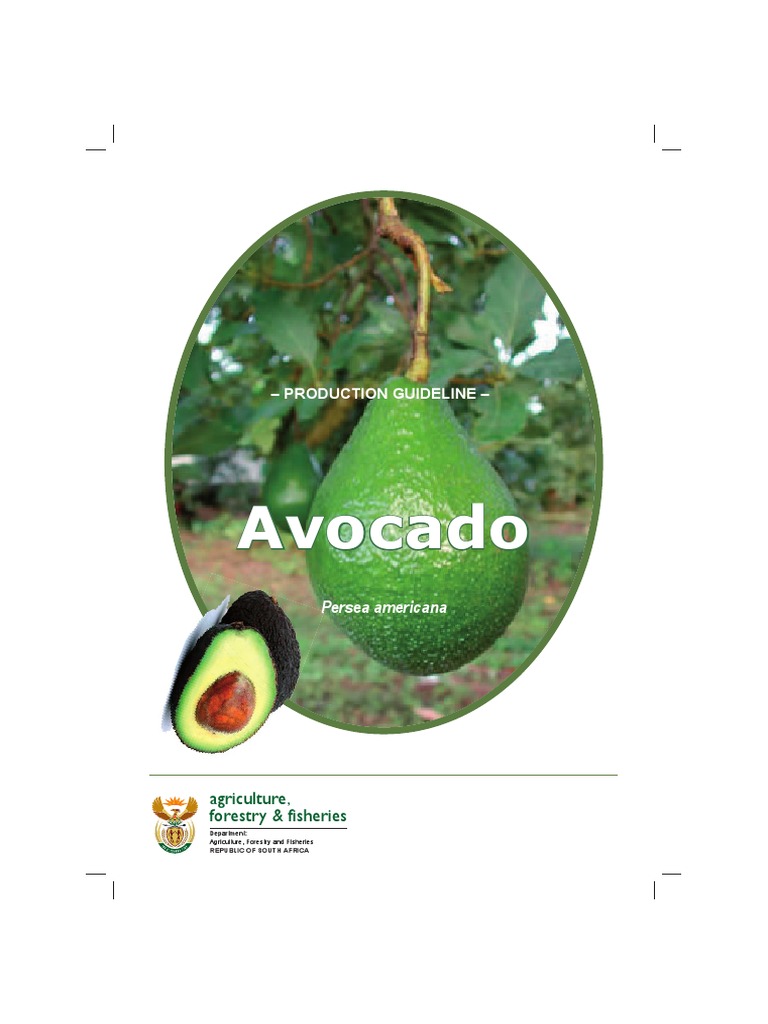 Avocado Avocado: - Production Guideline | PDF | Avocado | Soil