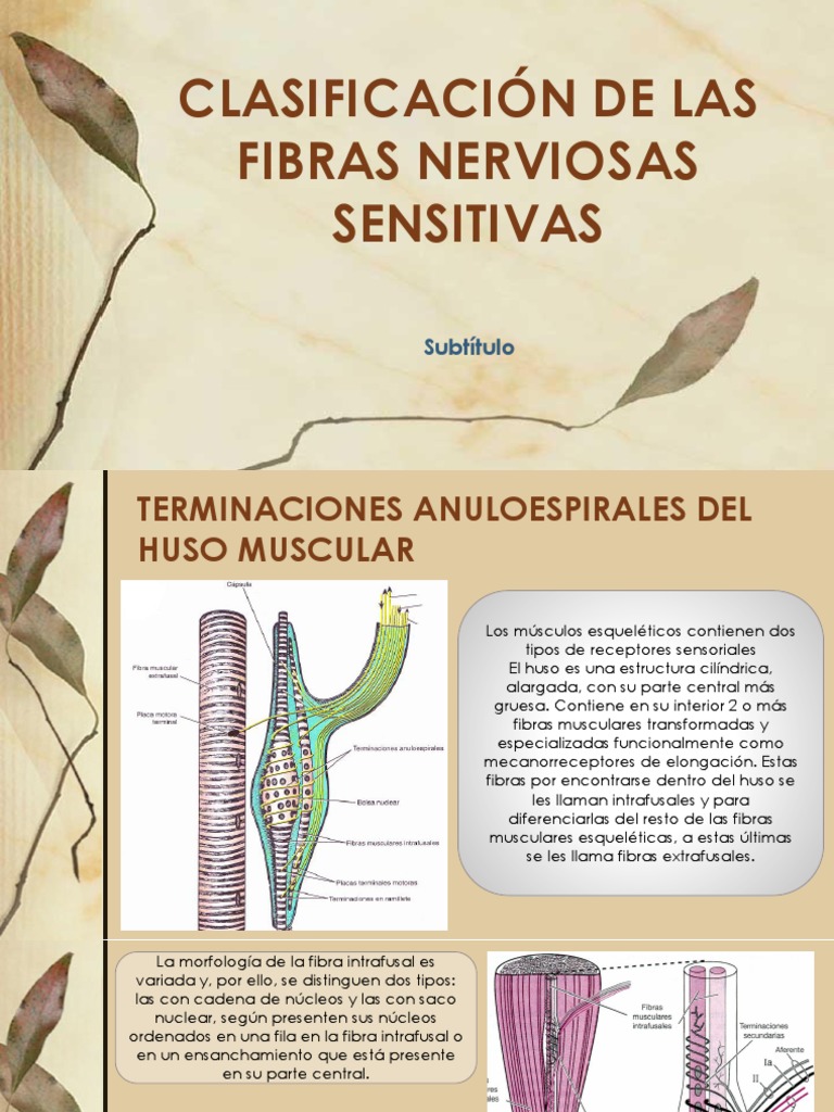 Clasificación de Las Fibras Nerviosas Sensitivas