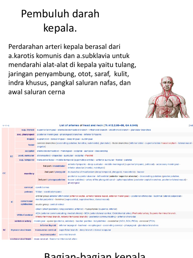 Anatomi Vaskularisasi Kepala | PDF