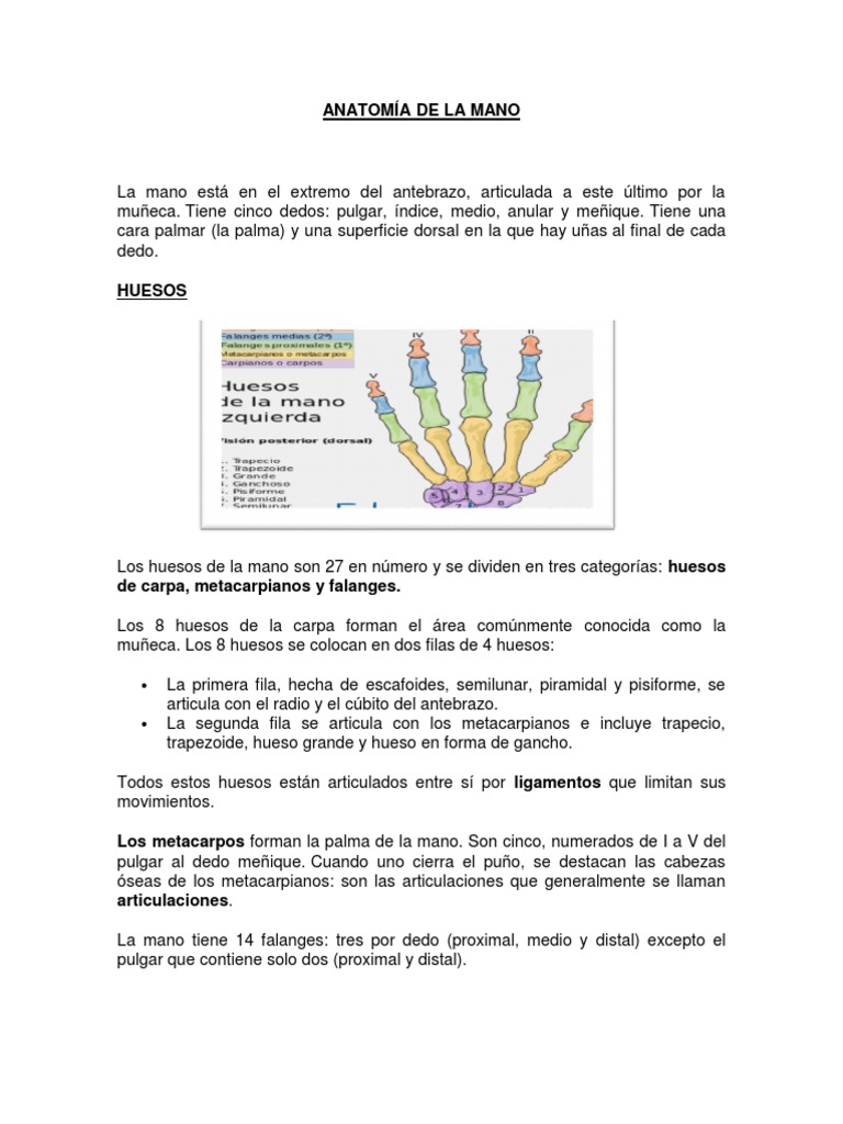 Anatomía de La Mano | PDF | Mano | Sistema musculoesquelético