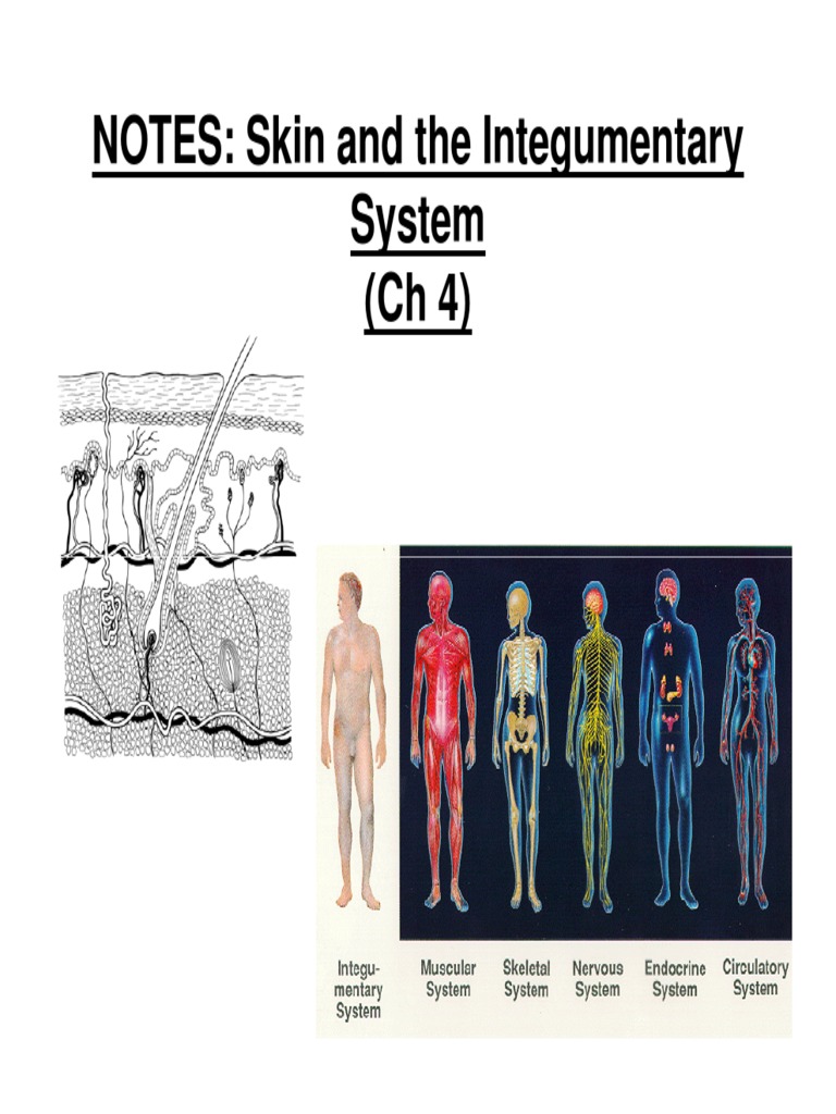 Notes - CH 4 Integ System New | PDF | Epidermis | Skin
