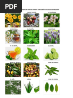 Animales en Xinka | PDF