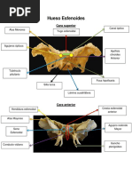 (Anatomía) Triángulos de Pirogoff y Béclard | PDF | Medicina CLINICA ...