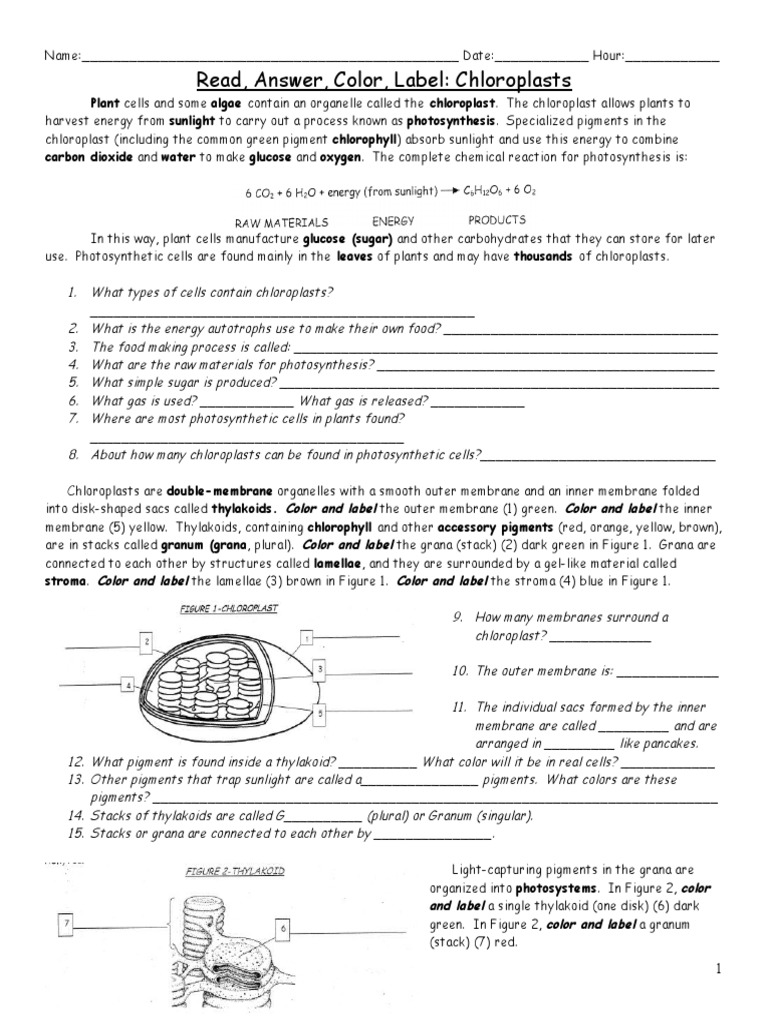 .Beth Photosynthesis Coloring Worksheet | PDF | Chloroplast ...