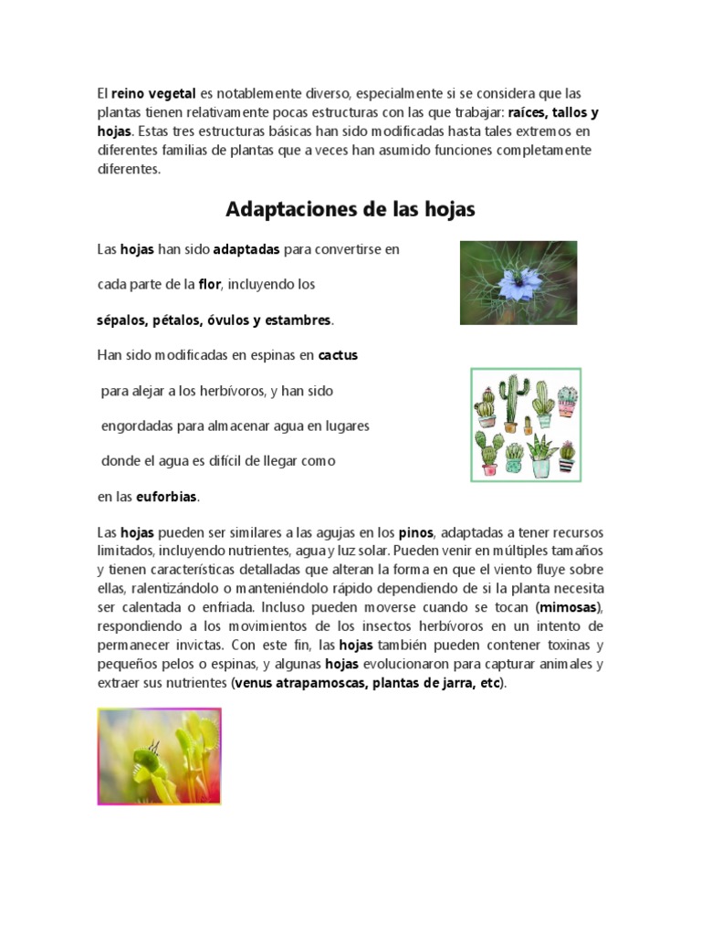 Adaptaciones de Las Plantas 1 | PDF | Hoja | Tallo de la planta