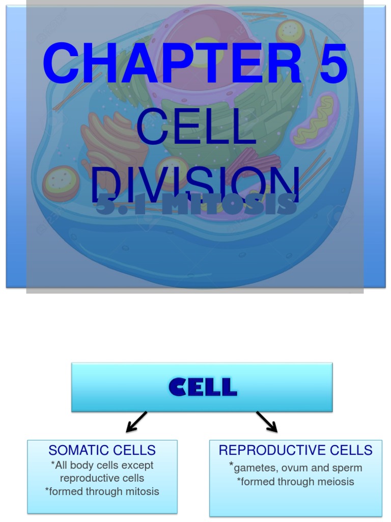 Chapter 5 F4 | PDF | Meiosis | Mitosis