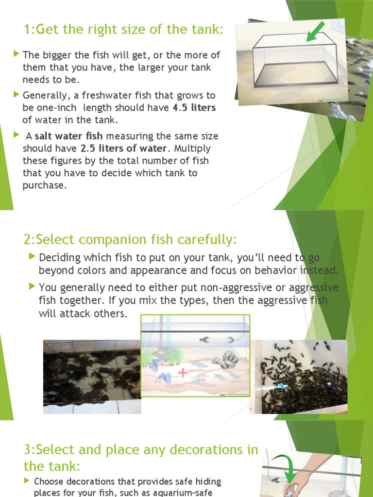 How To Take Care of Your Fish | PDF | Fish | Nature