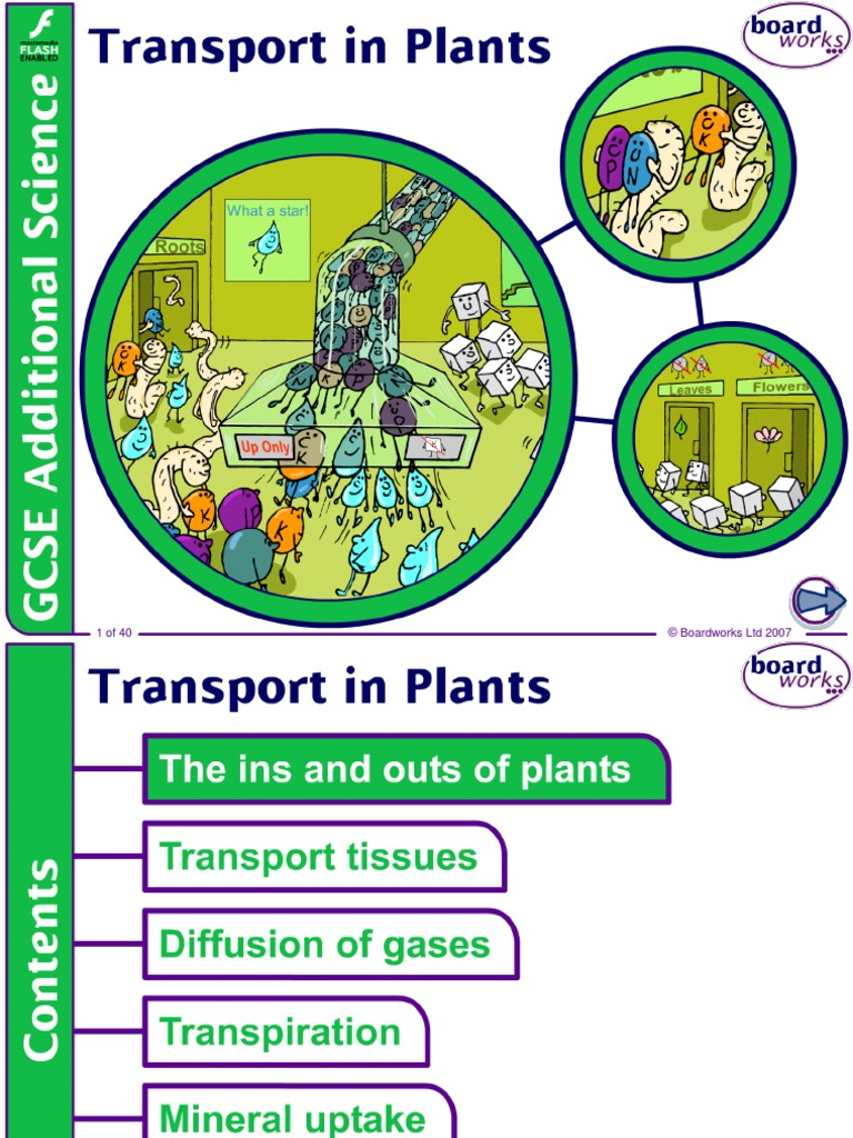 Boardworks Transport in Plants | PDF | Stoma | Leaf