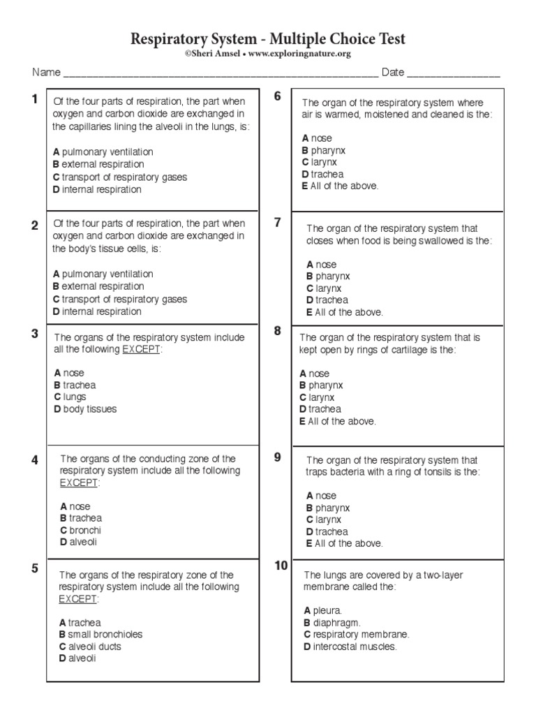 Respiratory System - Multiple Choice Test | PDF | Respiratory Tract ...
