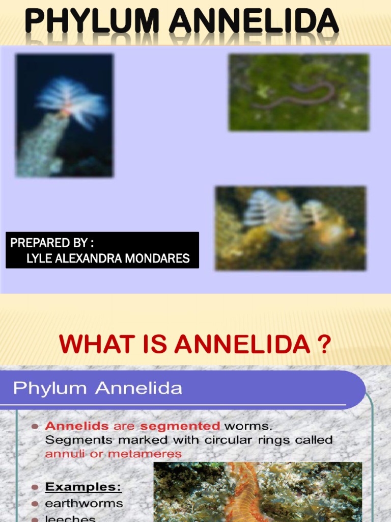 Phylum Annelida | PDF | Anatomy | Zoology