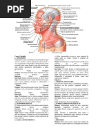 Músculos da Face: Funções e Anatomia | PDF | Rosto | Anatomia humana