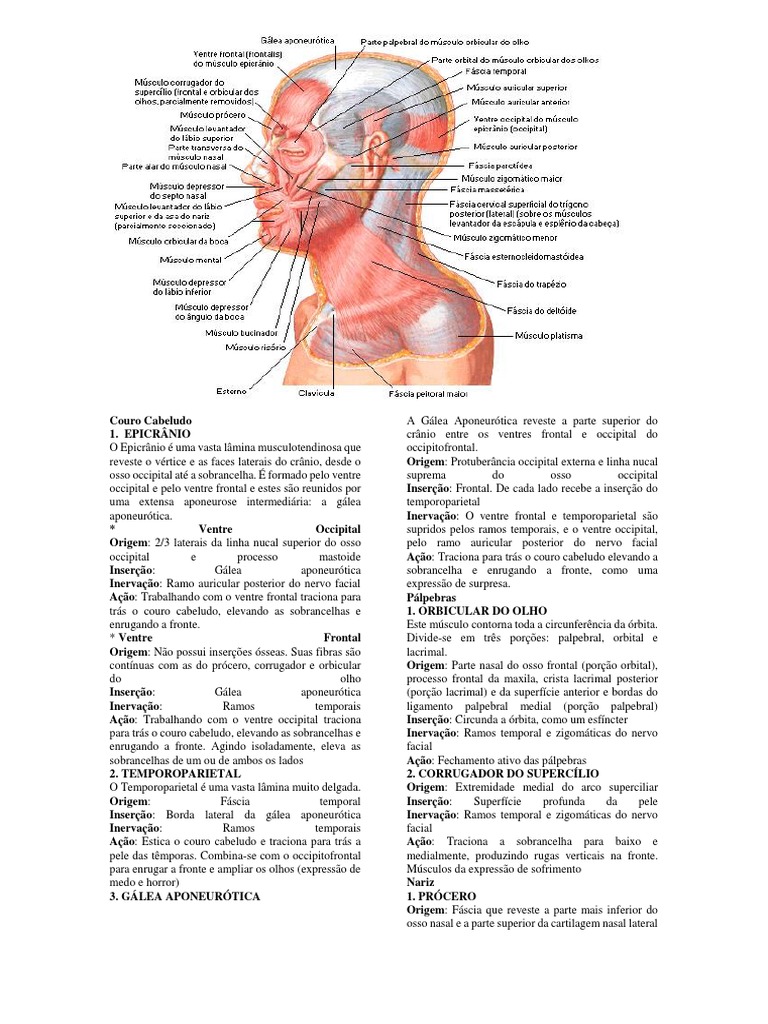 Anatomia Face | PDF | Rosto | Olho Humano