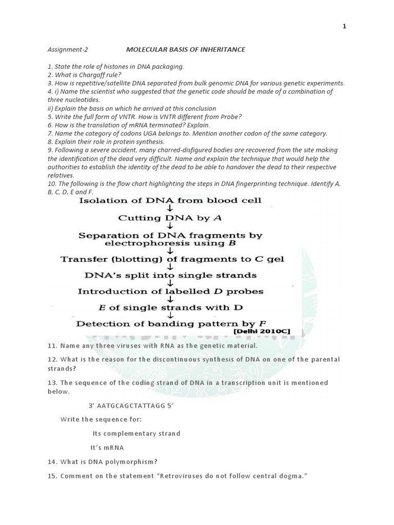 Assignment-2 XII Molecular Basis of Inheritance | PDF | Translation ...