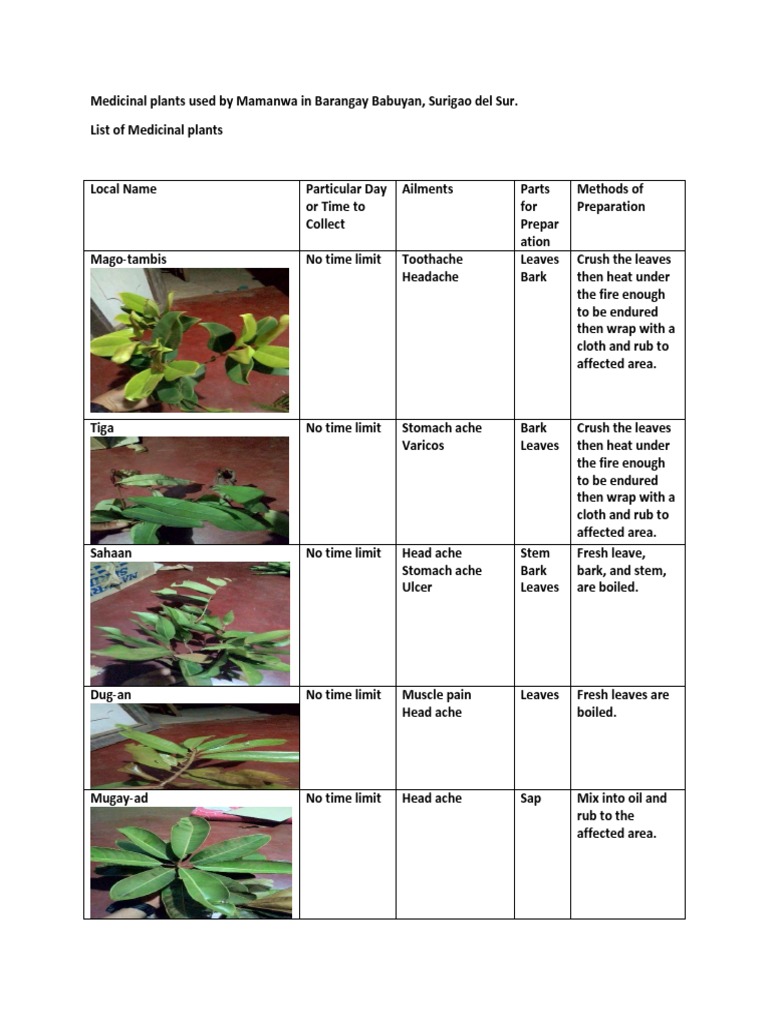 Medicinal Plants Used by Mamanwa in Barangay Babuyan | PDF | Plants ...