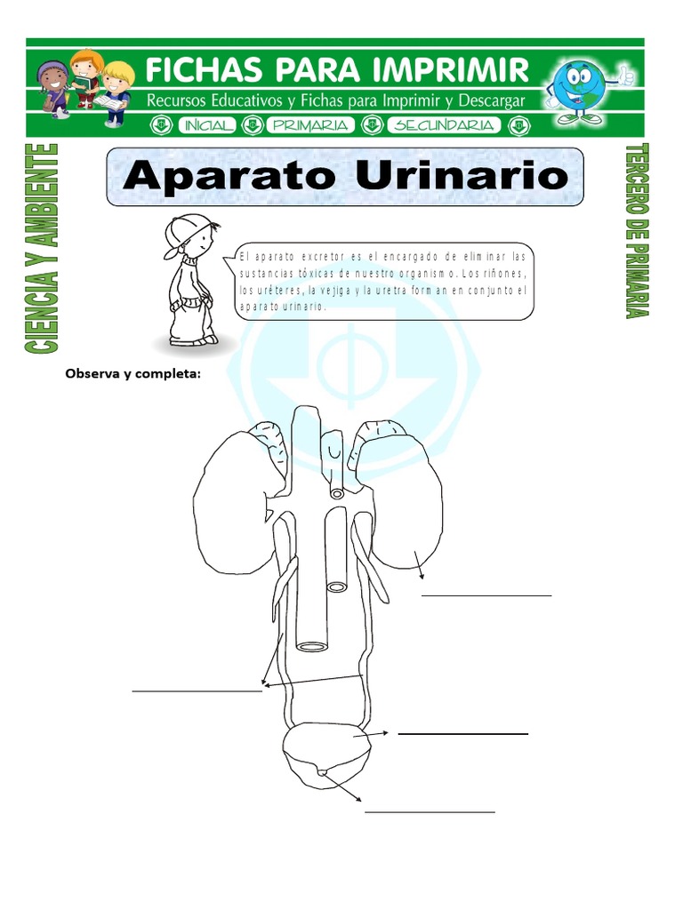 Ficha de Aparato Urinario para Tercero de Primaria | PDF