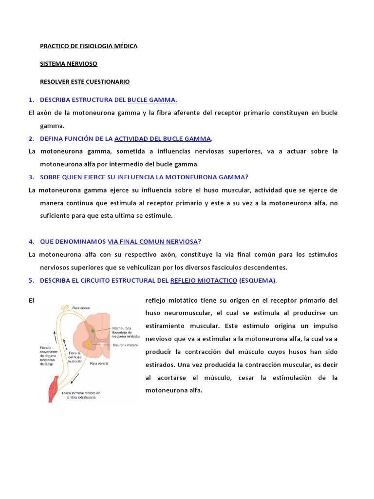 Funciones del Bucle Gamma en Motoneuronas | PDF | Neurona motora | Músculo