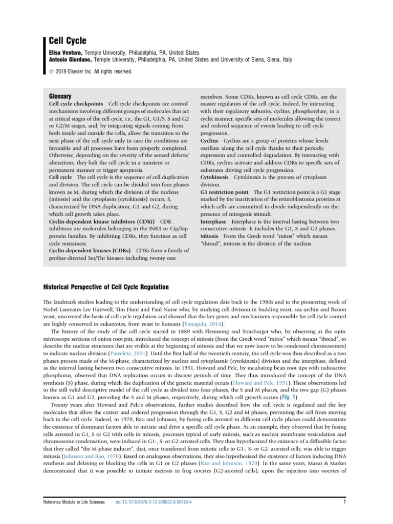 Cell Cycle | PDF | Cell Cycle | Mitosis