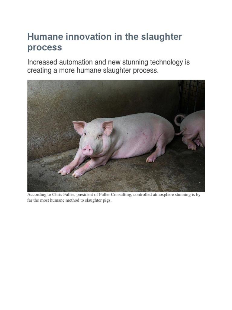Humane Innovation in The Slaughter Process | PDF | Animal Slaughter ...