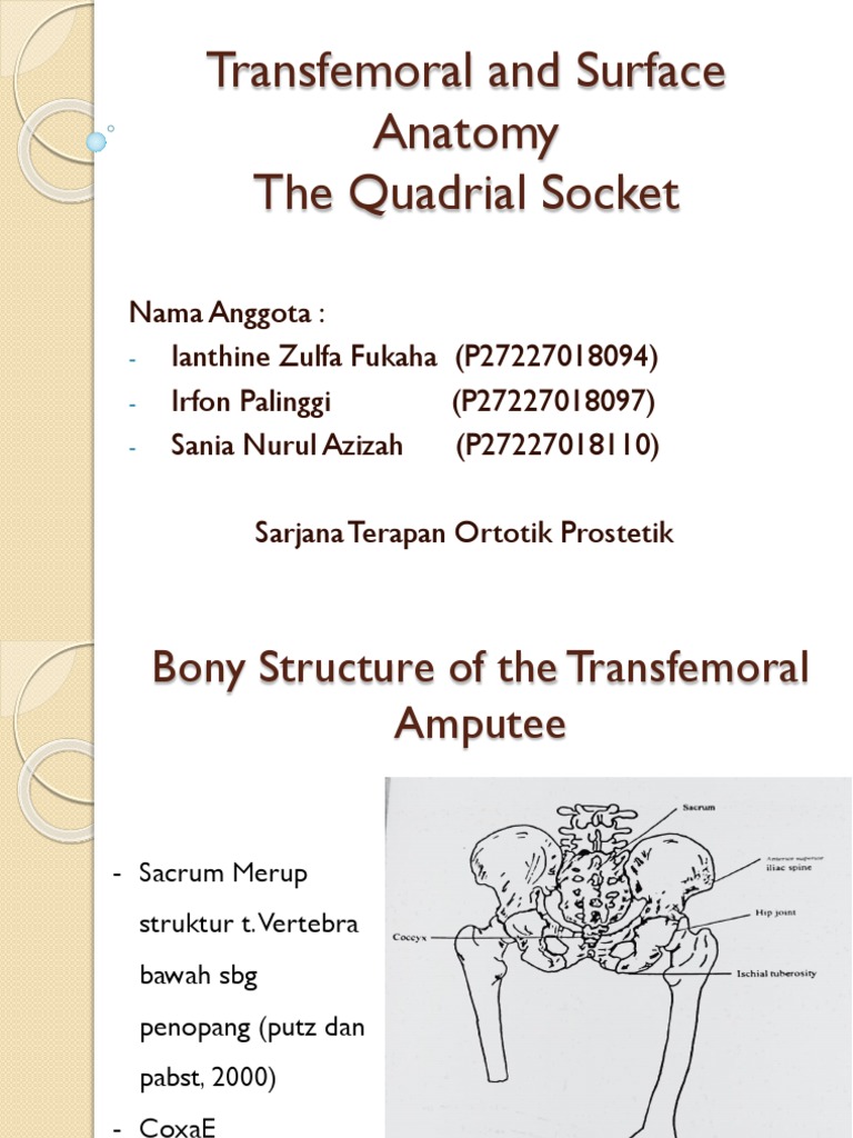 Transfemoral and Surface Anatomy | PDF | Pelvis | Lower Limb Anatomy