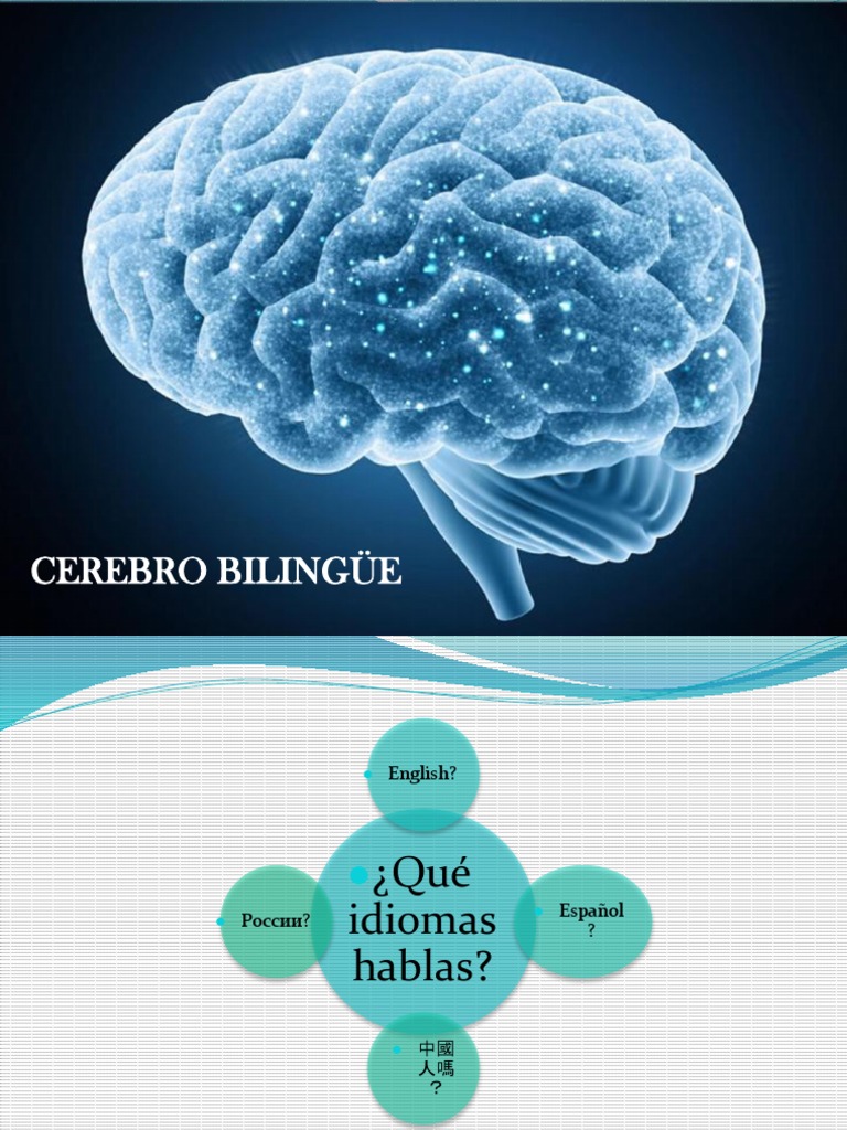 Cerebro Bilingüe | PDF | Multilingüismo | Cerebro
