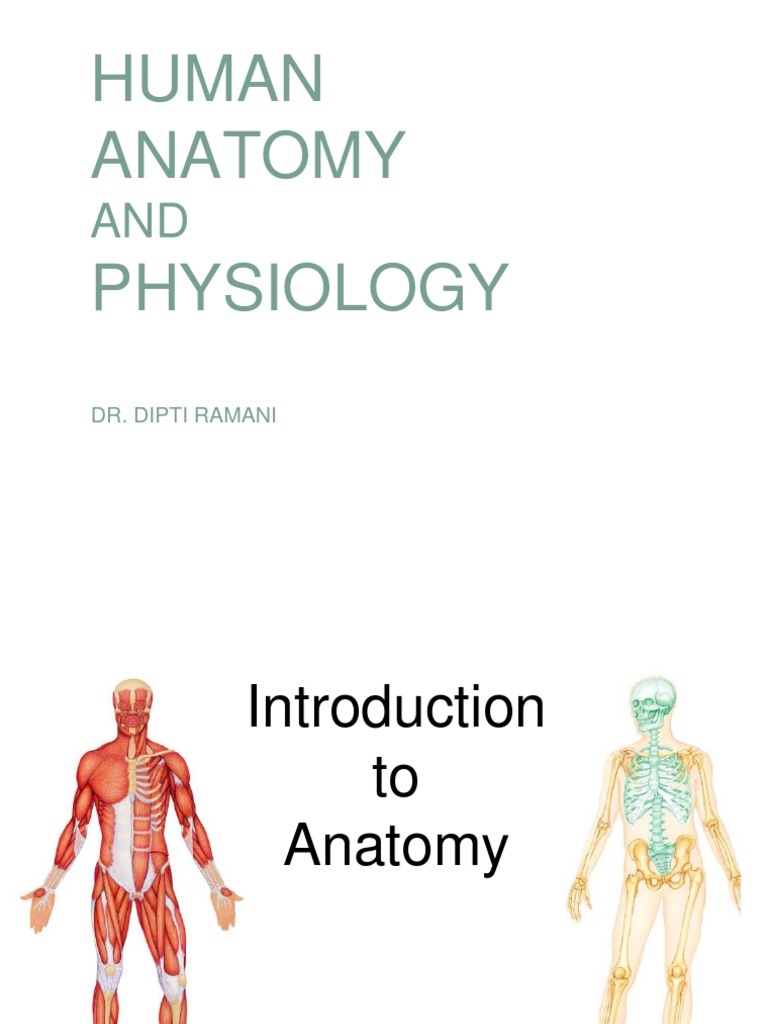 Introduction To Anatomy and Physiology | PDF | Anatomical Terms Of ...