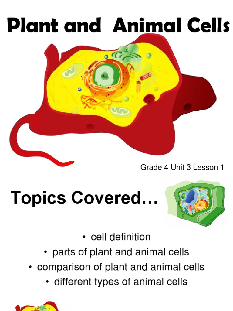Grade 4 Unit 3 Lesson 1 Plant & Animal Cells | PDF | Human Body ...