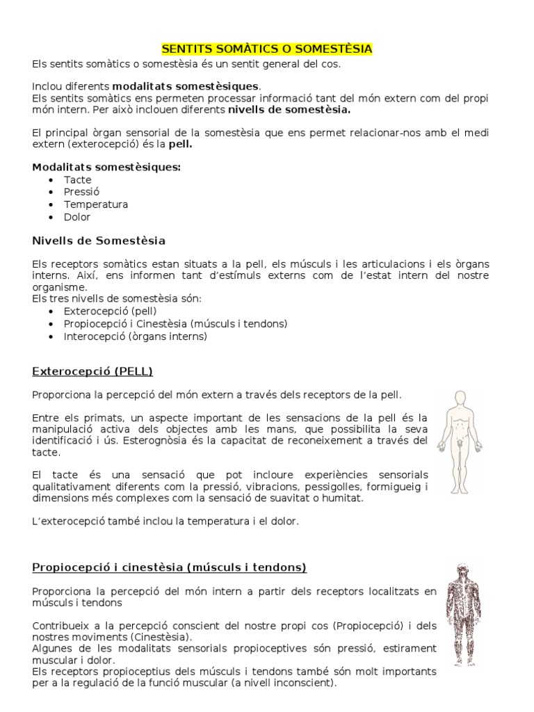 SENTITS SOMÀTICS O SOMESTÈSIA (Interactiu Moodle) | PDF
