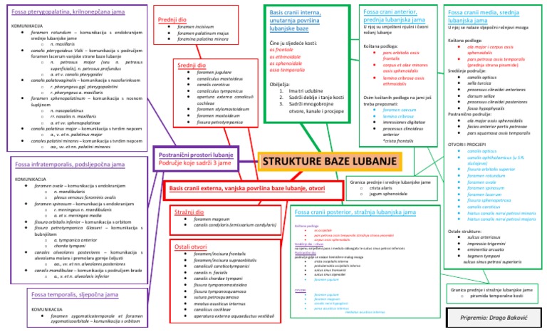 Anatomija Glava | PDF