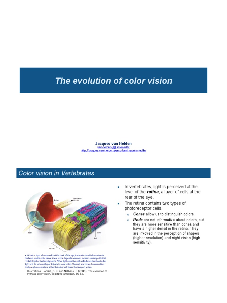 10.color Vision Slides | Download Free PDF | Color | Visual System