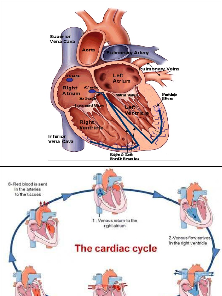 Normal Ecg Report | Electrocardiography | Cardiovascular System